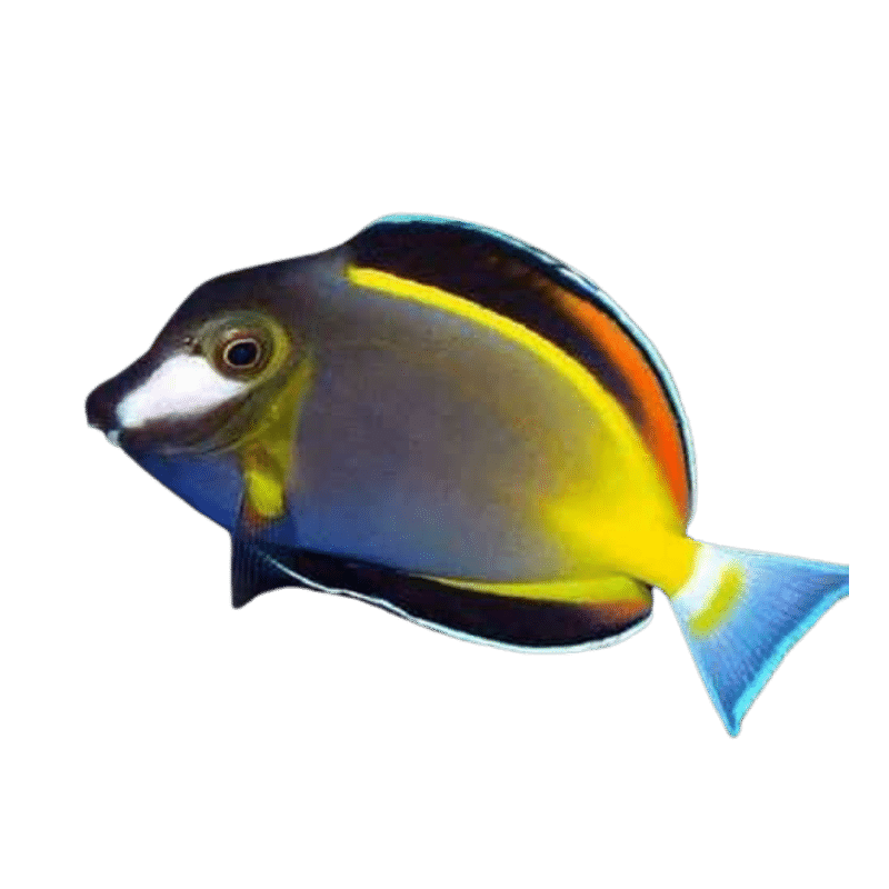 Powder Brown Tang - Harry's Marine Life