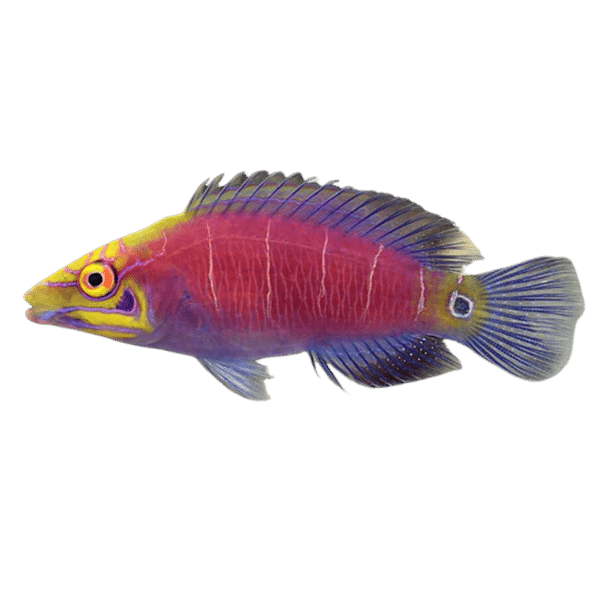 Mystery Wrasse - Harry's Marine Life