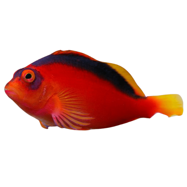 Flame Hawk - Harry's Marine Life