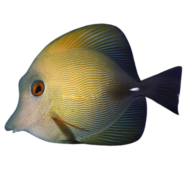 Scopas Tang – Harry's Marine Life