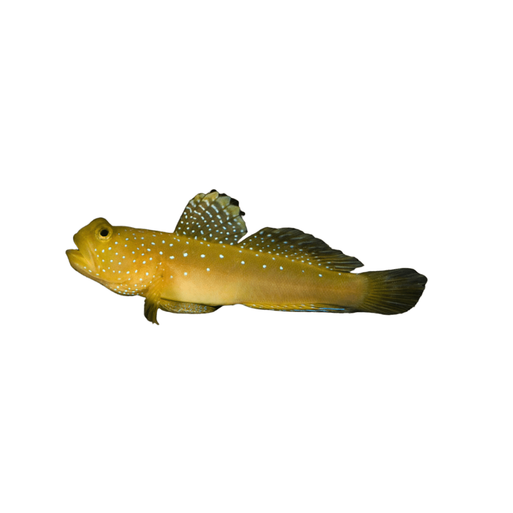 Marine Fish - Harry's Marine Life