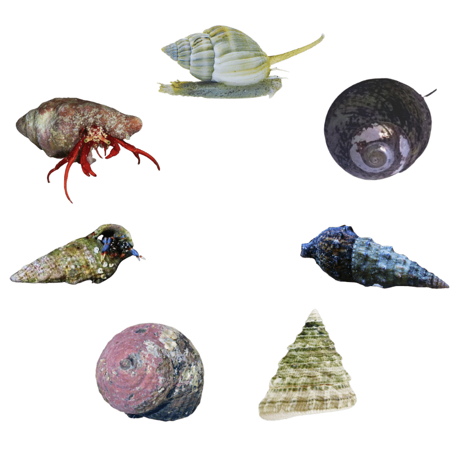 Marine Invertebrates - Harry's Marine Life