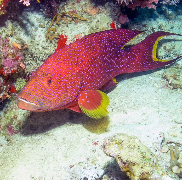 Cherry Louti Grouper - Harry's Marine Life