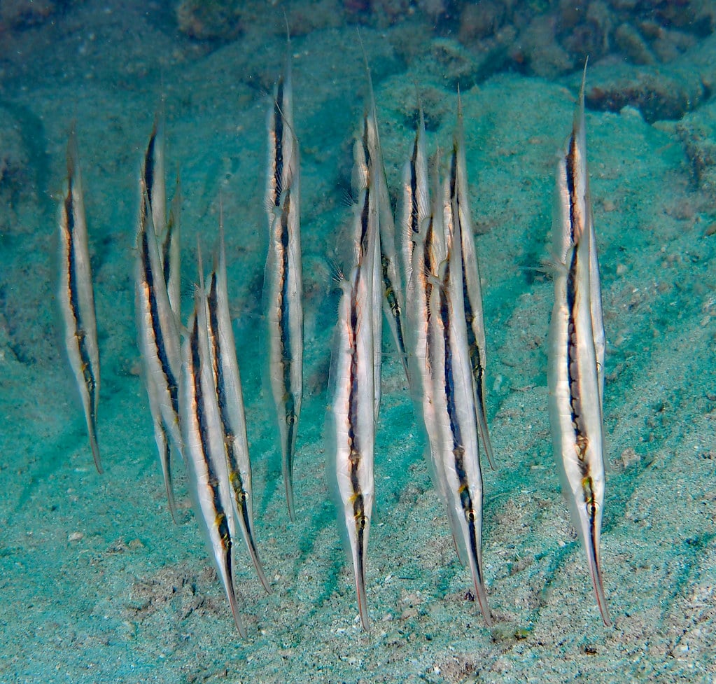 Razor Fish - Harry's Marine Life