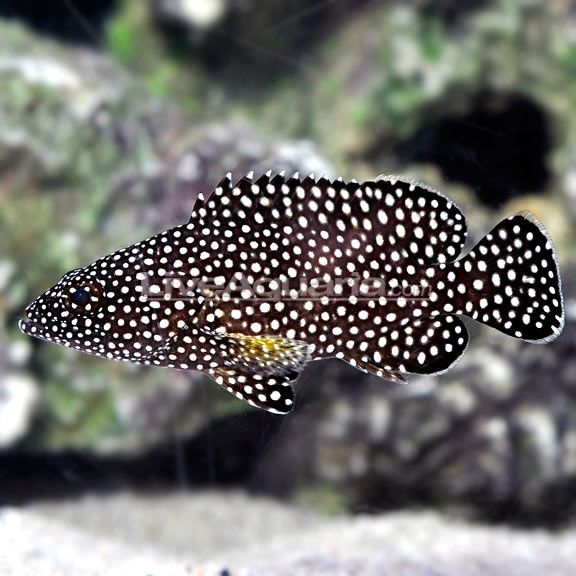 White Spotted Grouper - Harry's Marine Life