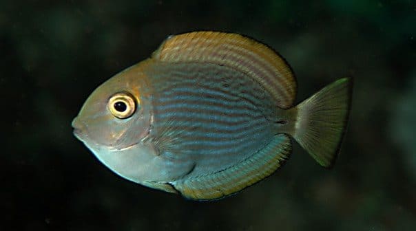 Mata Tang - Harry's Marine Life