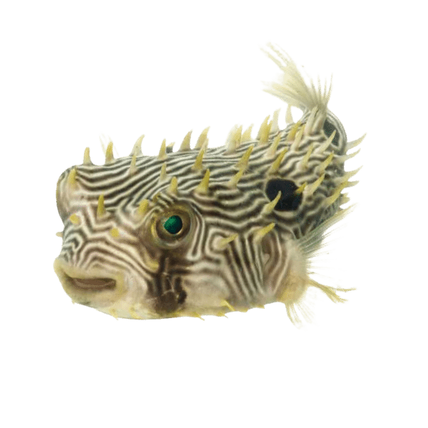 Spiny Burr Puffer - Harry's Marine Life