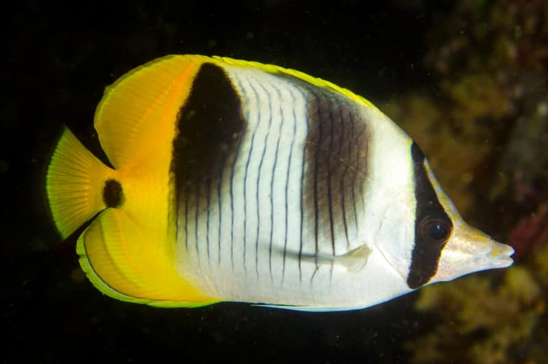 Double Saddle Butterfly - Harry's Marine Life