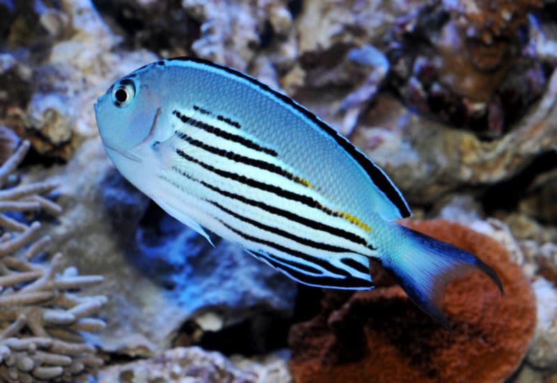 Watanabe Angel - Harry's Marine Life