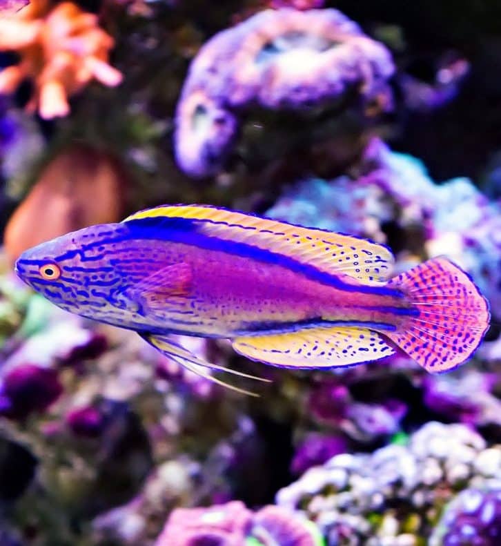 Lineatus Fairy Wrasse - Harry's Marine Life