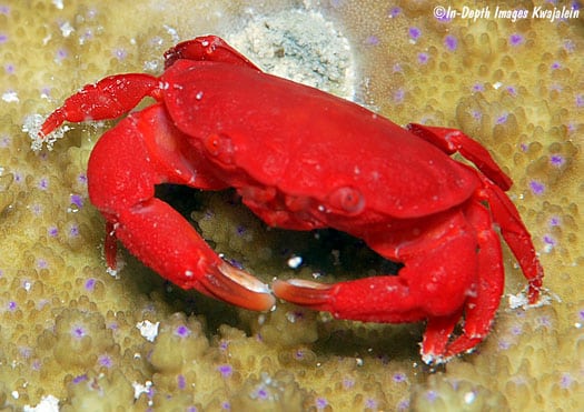 Red Reef Crab - Harry's Marine Life