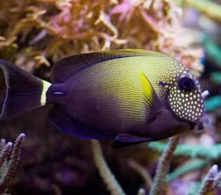 White Freckled Tang - Harry's Marine Life
