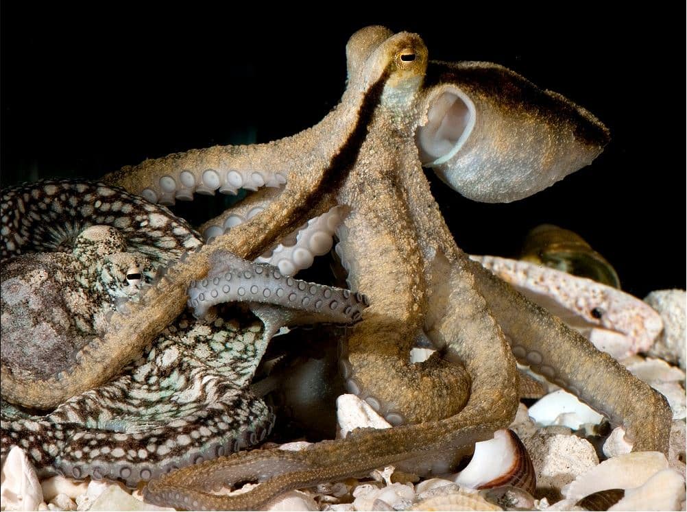 Prickly Octopus (Expert Only) - Harry's Marine Life