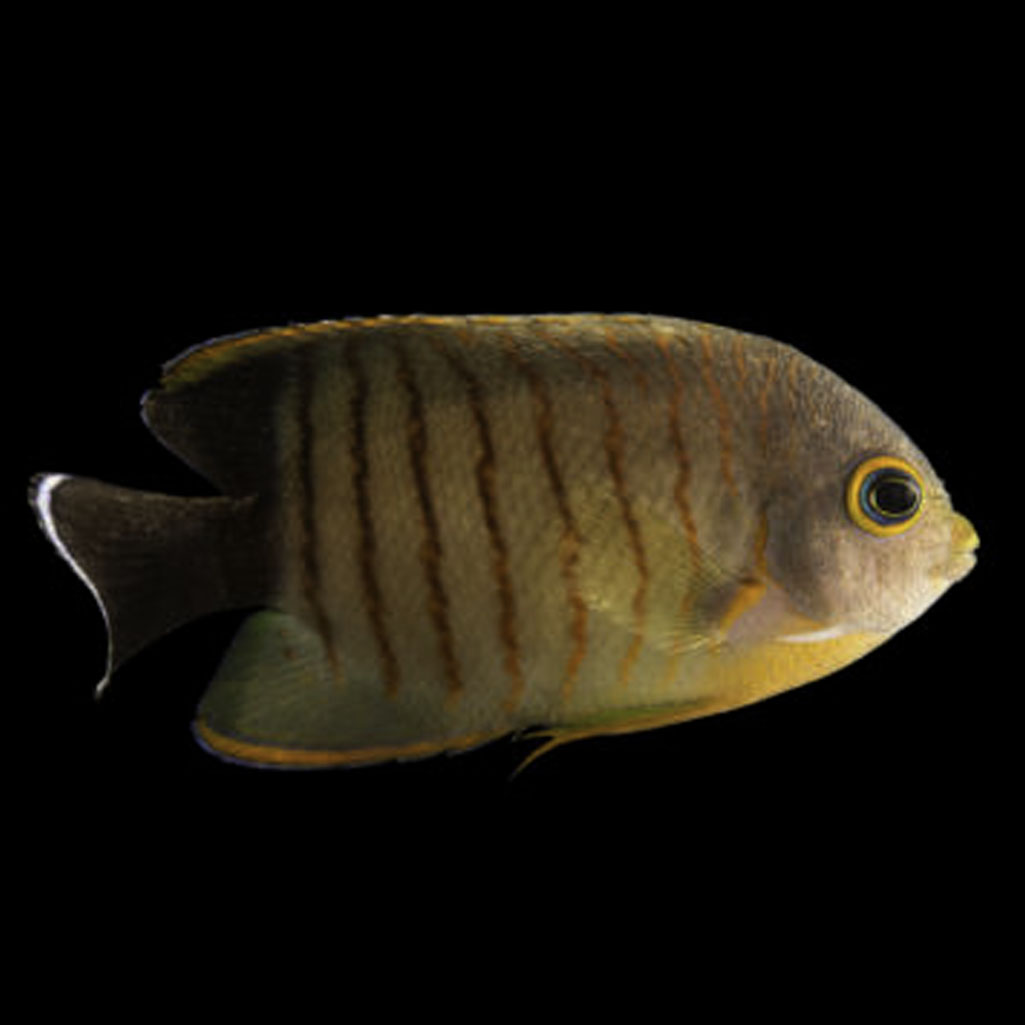 Eibli Angel - Harry's Marine Life