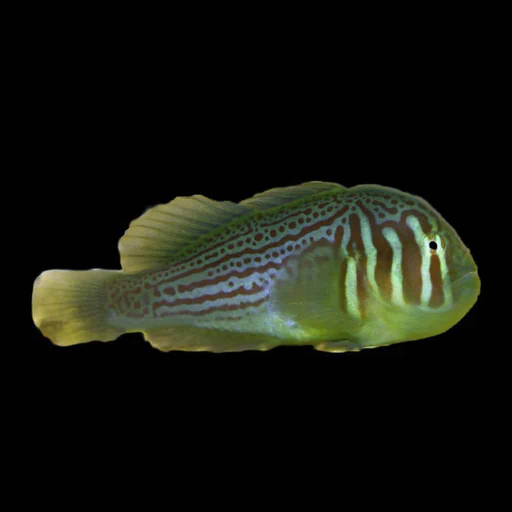 Green Clown Goby - Harry's Marine Life