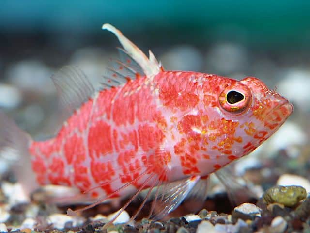 Geometric/ Hi-Fin Perchlet Hawk - Harry's Marine Life