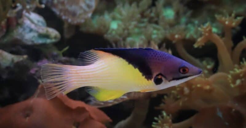 Eclipse Hogfish / Coral Hogfish - Harry's Marine Life