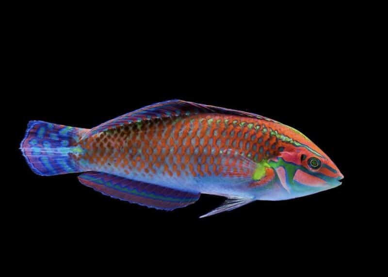 Christmas Wrasse - Harry's Marine Life