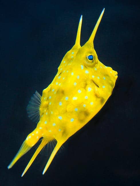 Long Horn Cowfish - Harry's Marine Life