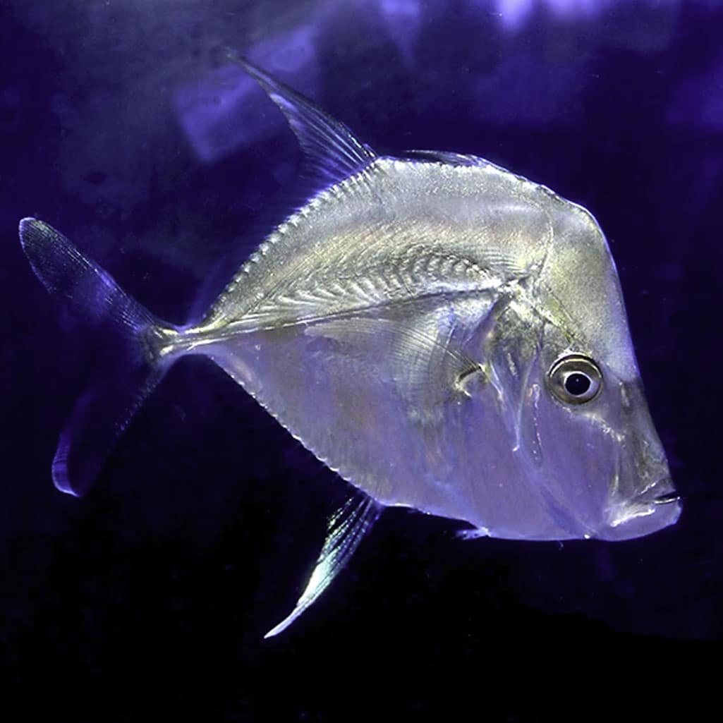 Lookdown Fish - Harry's Marine Life