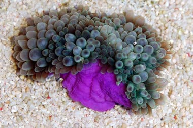 Bubble Tip Anemone (Purple Base) - Harry's Marine Life