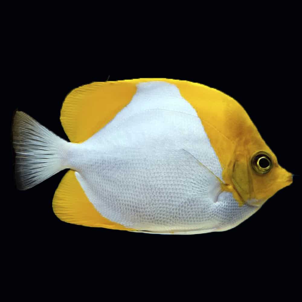 Yellow Pyramid Butterflyfish (No Guarantee) - Harry's Marine Life