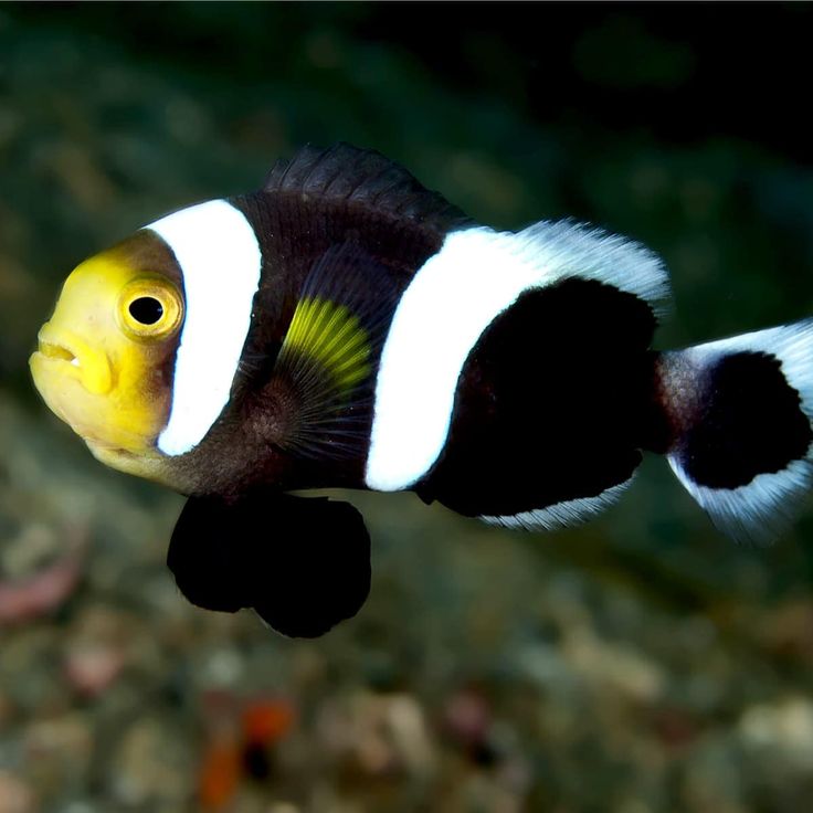 Black Saddle Clown - Harry's Marine Life