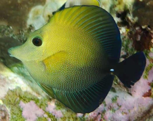 Scopas Tang - Harry's Marine Life