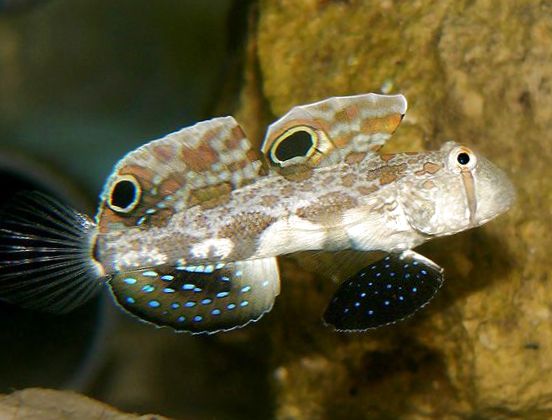 Twin Spot Goby - Harry's Marine Life