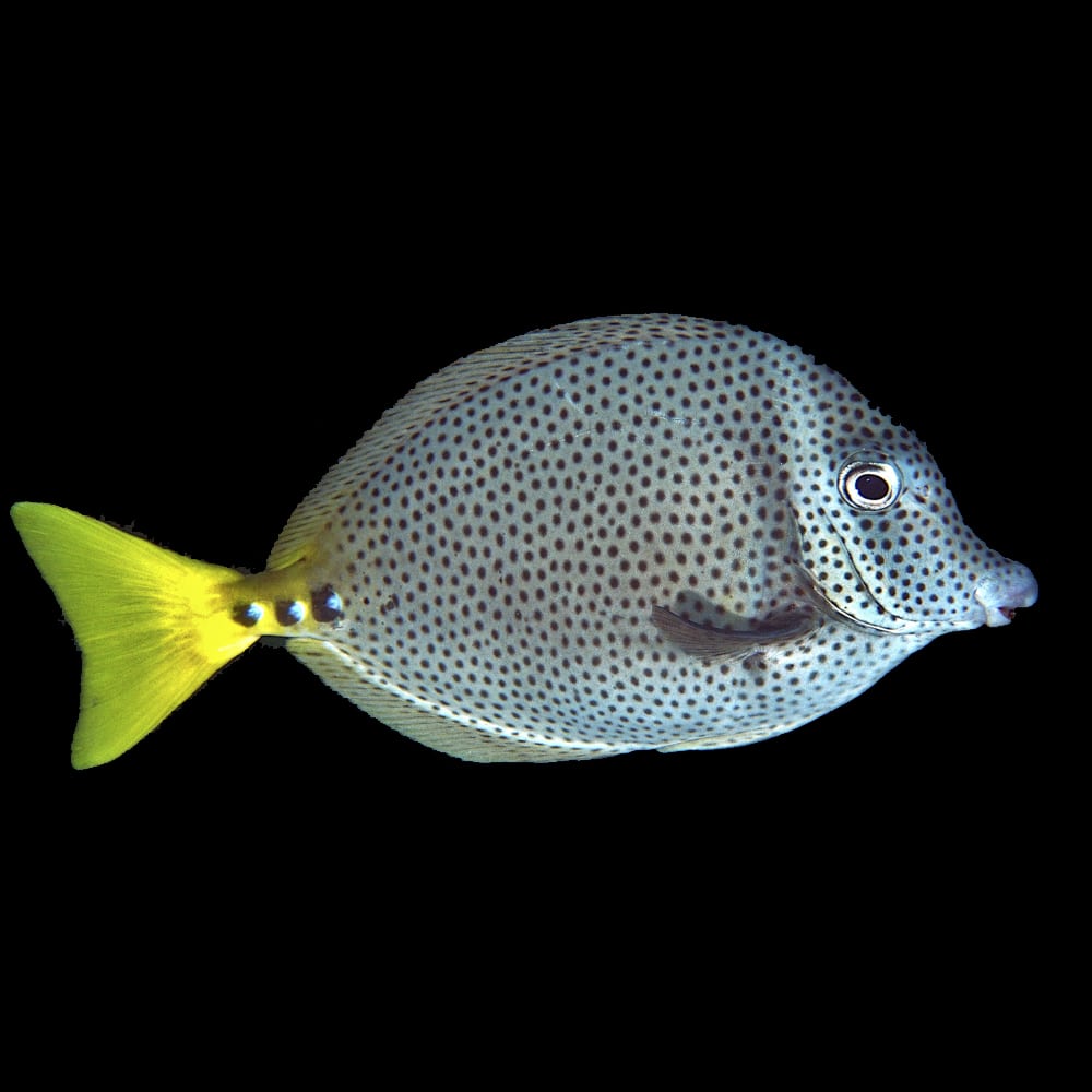 Yellow Tail Surgeon - Harry's Marine Life