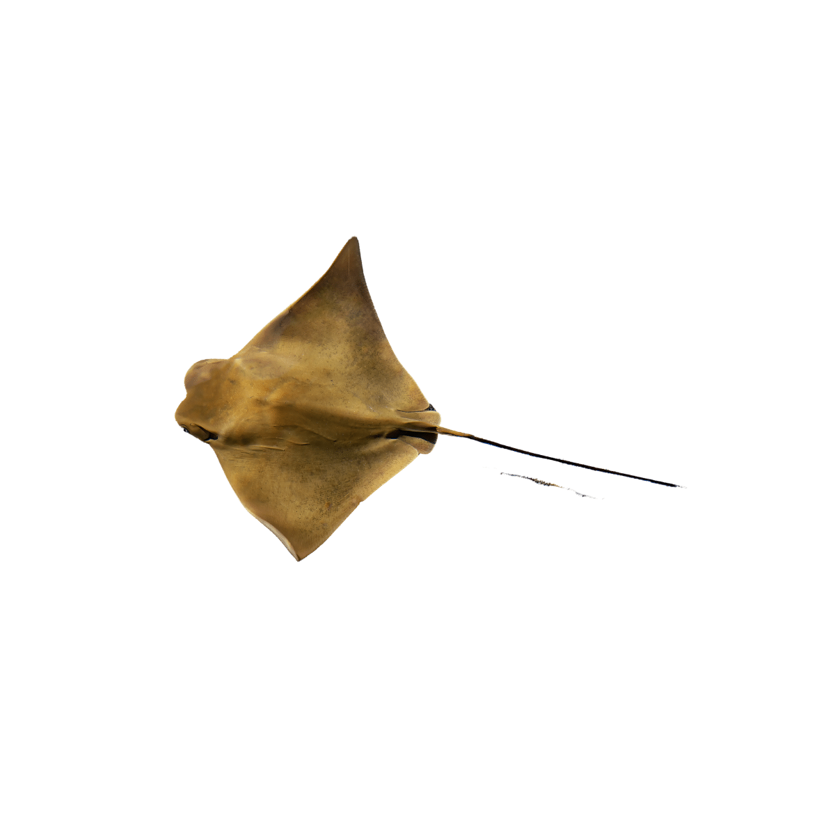 Bat Ray (Expert) - Harry's Marine Life