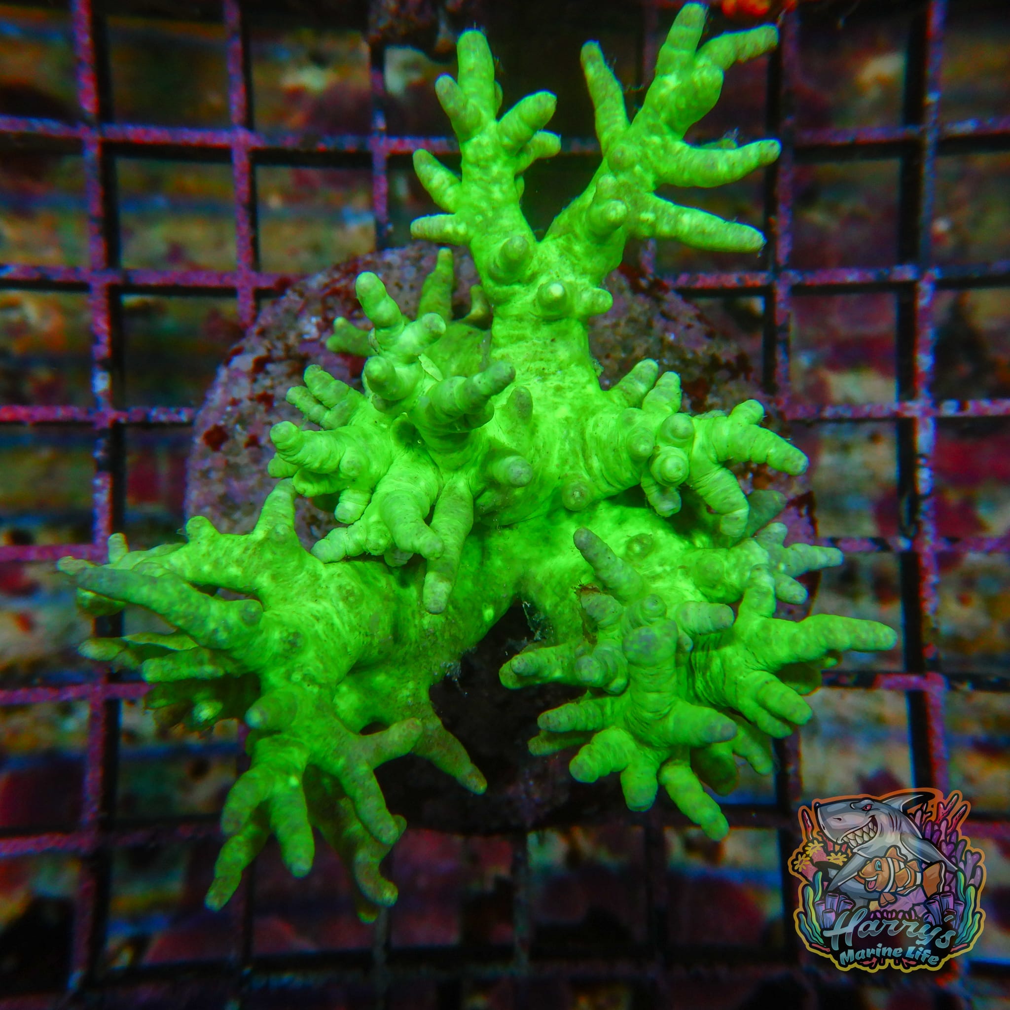 HML Sinularia Leather - Harry's Marine Life