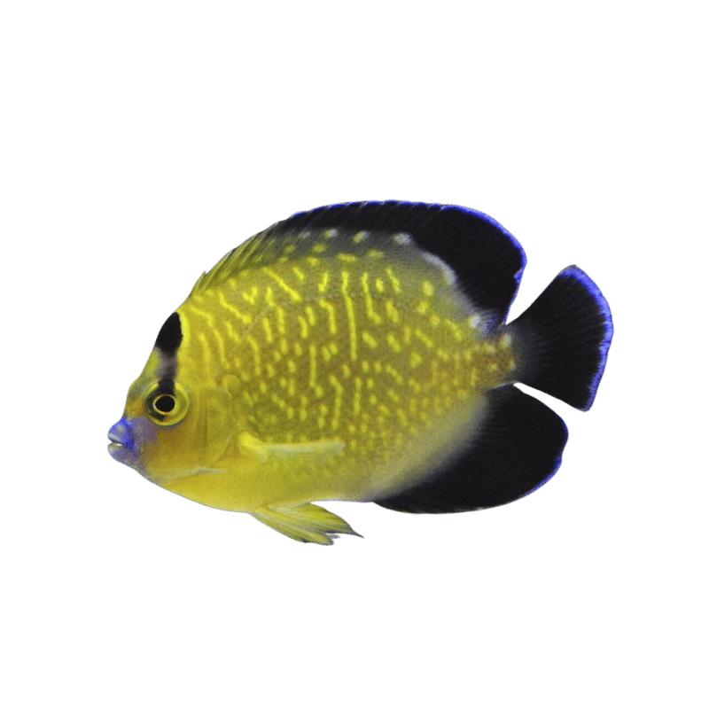 Gold Flake Angel - Harry's Marine Life