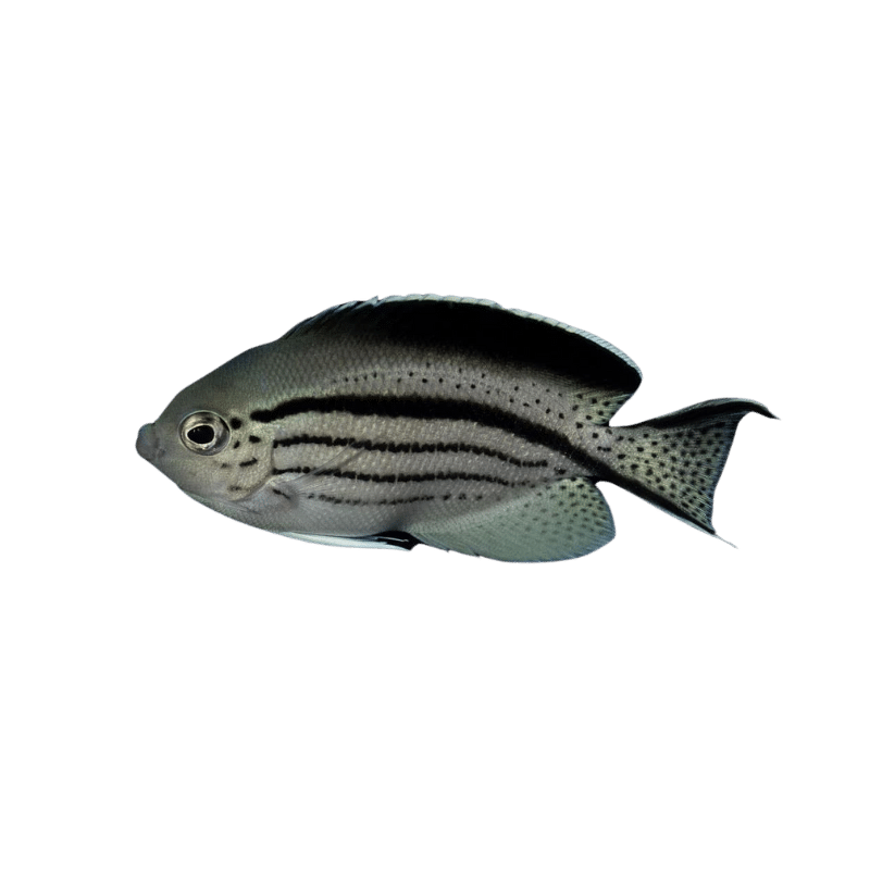 Lamarck Angelfish - Harry's Marine Life