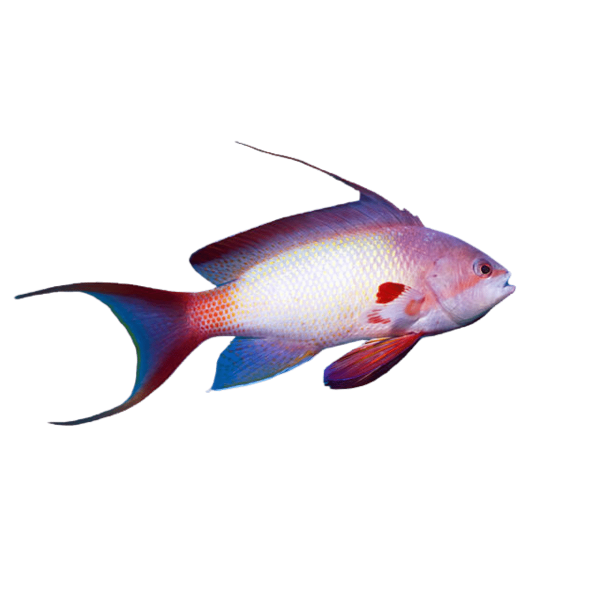 LyreTail Anthias - Male - Harry's Marine Life
