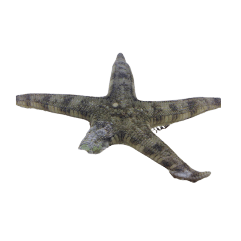 Starfish - Harry's Marine Life