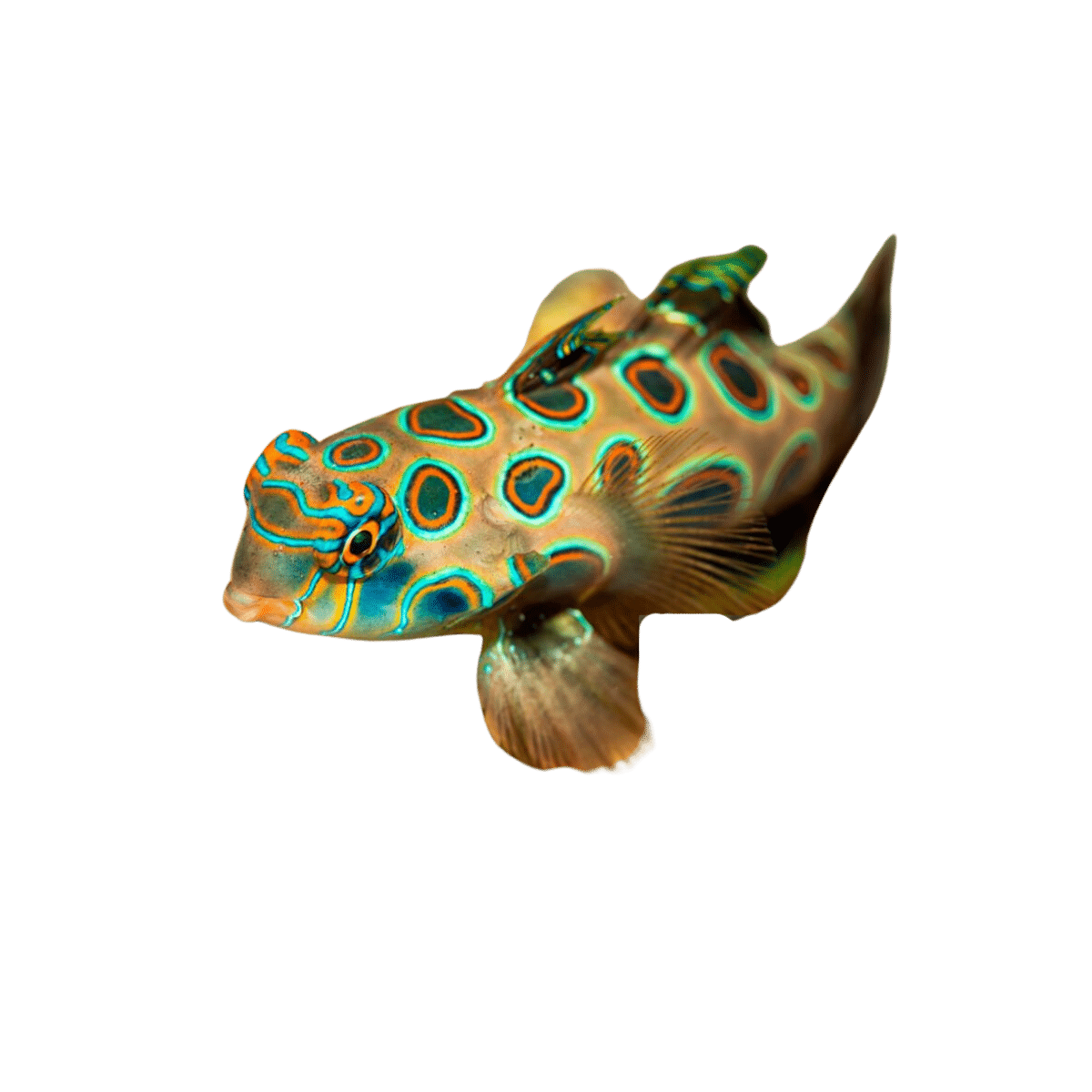 Spotted Mandarin Dragonet - Harry's Marine Life