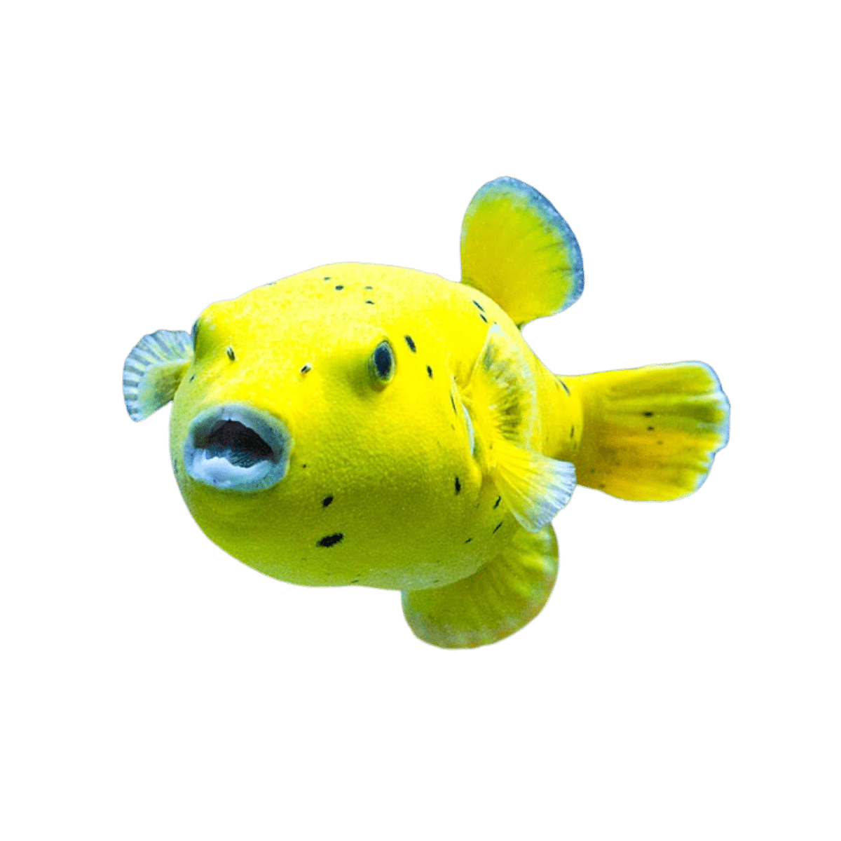 Ultra Gold Puffer (Grade A) - Mexico - Harry's Marine Life