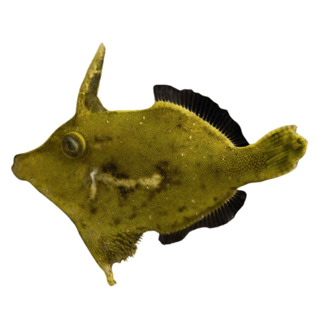 Marine Fish - Harry's Marine Life
