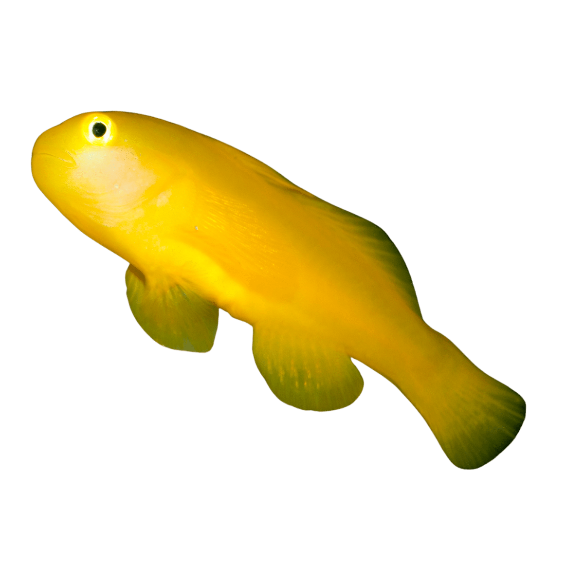 Yellow Clown Goby - Harry's Marine Life