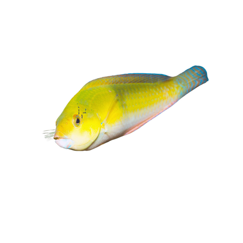 Wrasses & Parrot Fish - Harry's Marine Life