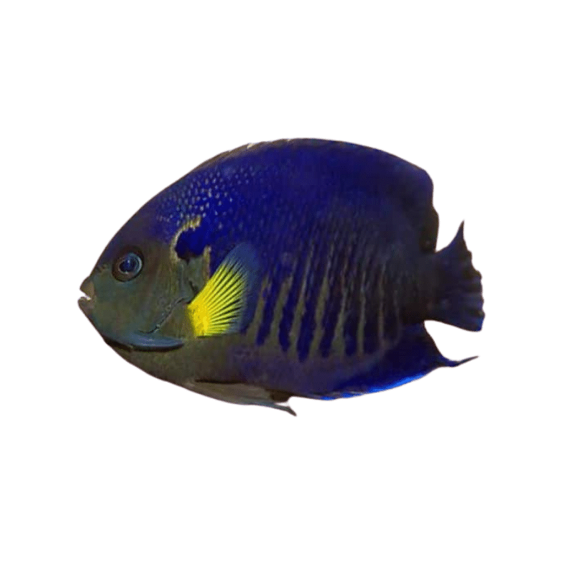 Yellow Fin Angel - Harry's Marine Life