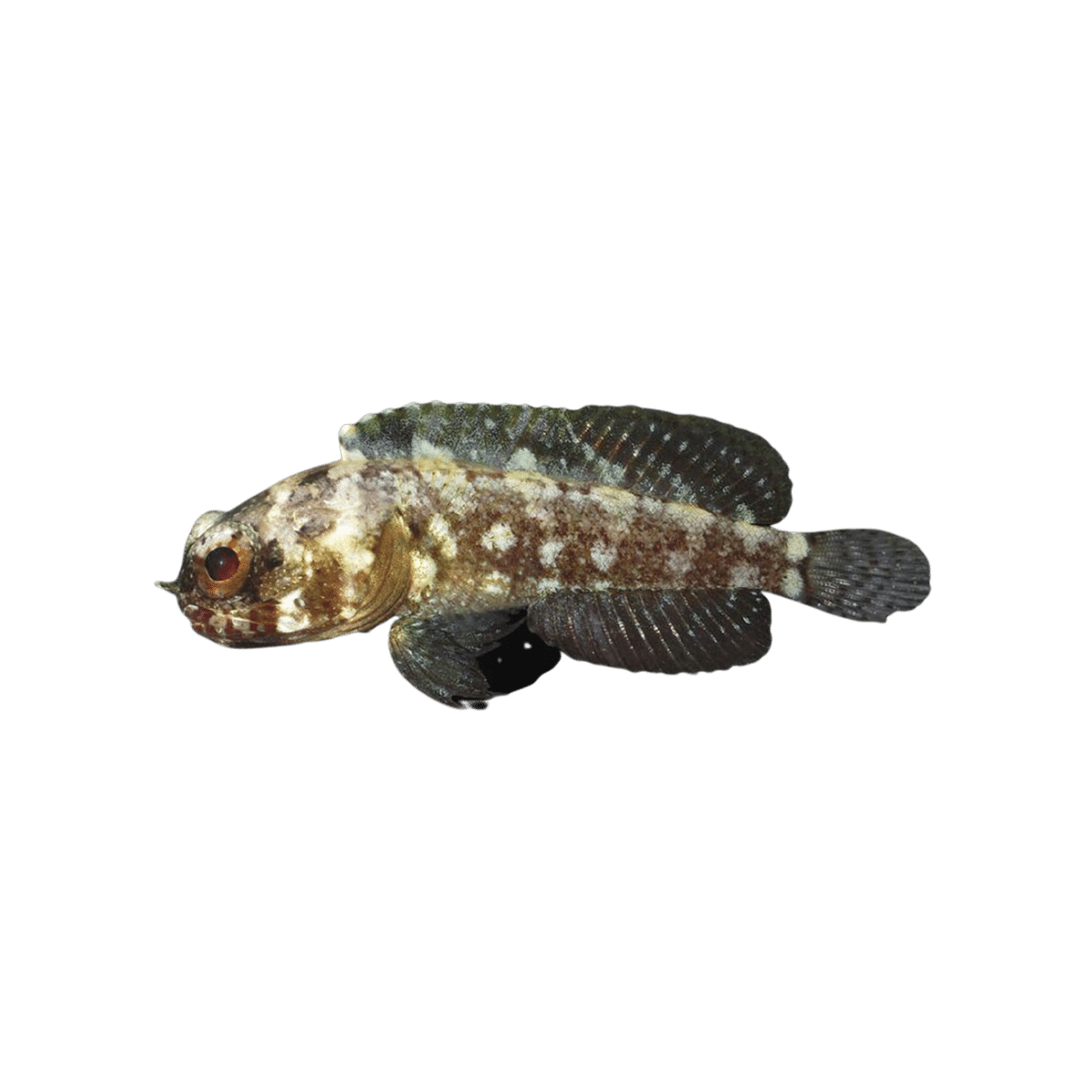 Dusky Jawfish - Harry's Marine Life