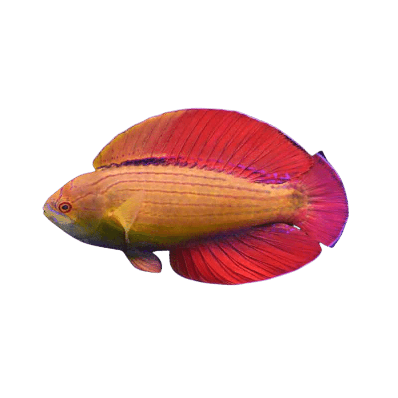 8 Line Flasher Wrasse Red Sea - Harry's Marine Life