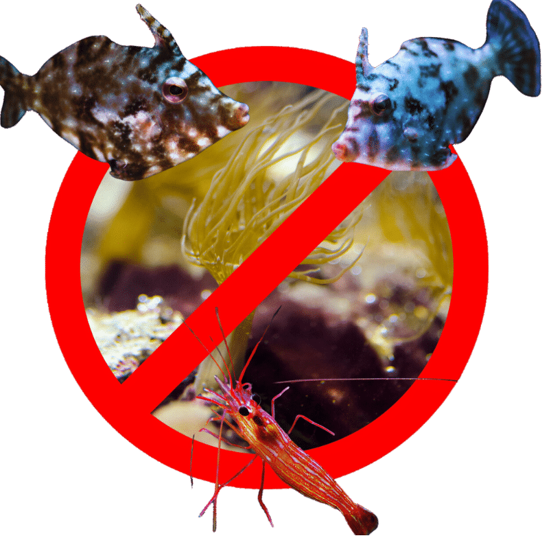 Aiptasia Elimination Pack - Harry's Marine Life