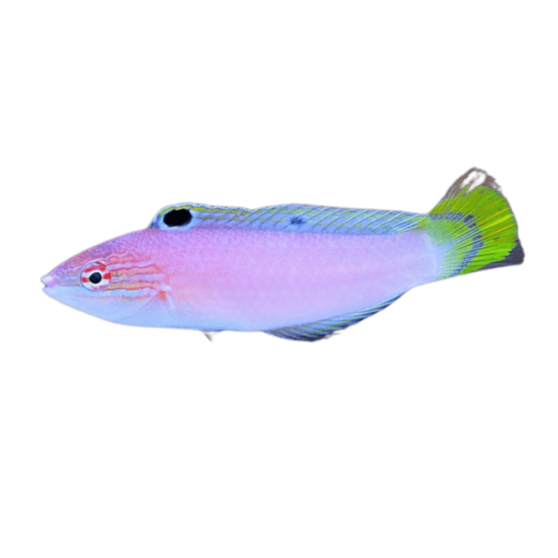 Babi Wrasse - Harry's Marine Life