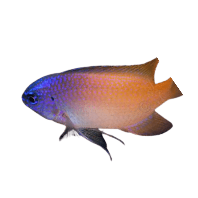 Harry's Marine Life | Saltwater Fish - Corals - Invertebrates