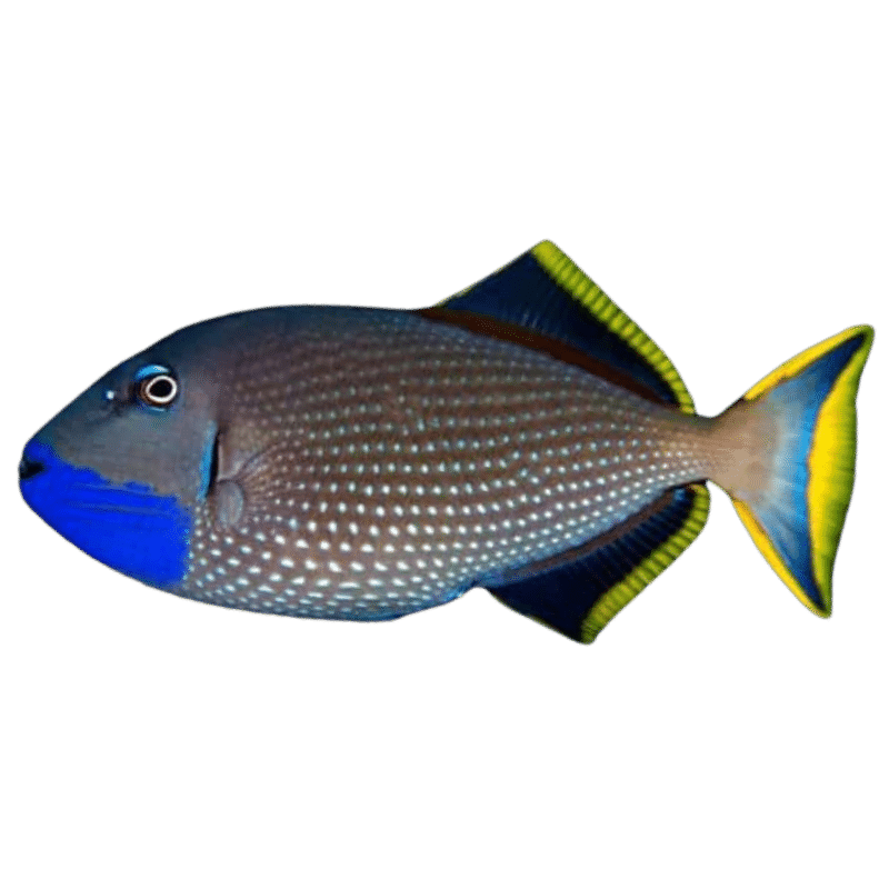 Blue Jaw Trigger Male Lg - Harry's Marine Life