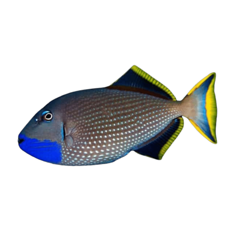 Blue Jaw Trigger Male Medium - Harry's Marine Life