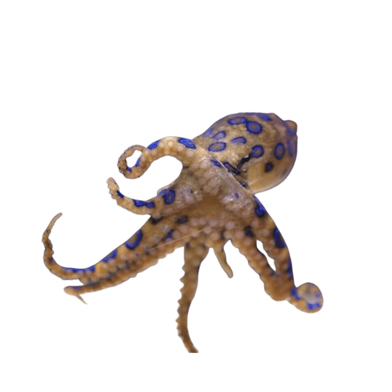 Blue Ringed Octopus Actual Size Blue Ringed Octopus Wildlife Print